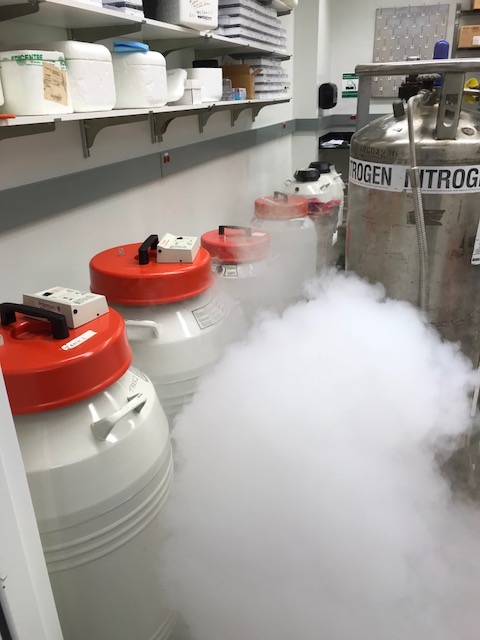 Center for Mouse Genome Modification (CMGM) – COR²E – UConn Center for ...