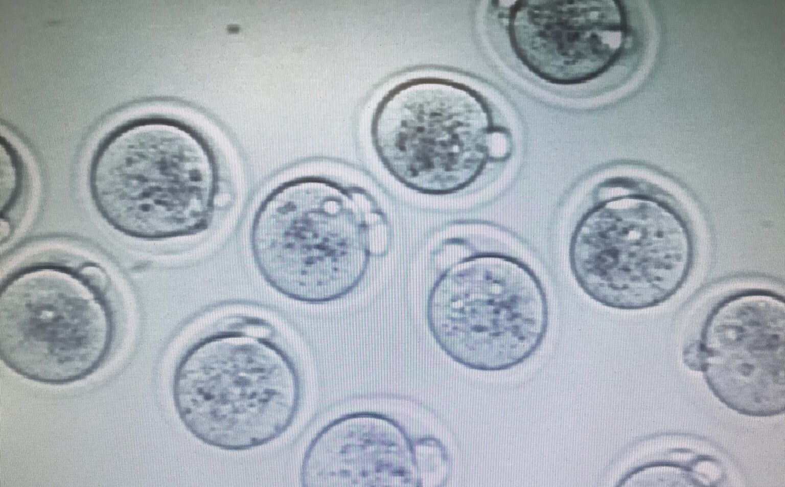 Center for Mouse Genome Modification (CMGM) – COR²E – UConn Center for ...