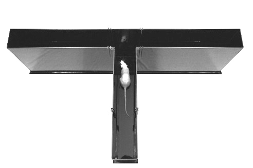 Murine Behavioral Neurogenetics Facility (MBNF) – COR²E – UConn Center ...