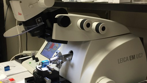 Central Electron Microscopy Facility (CEMF) – COR²E – UConn Center for ...