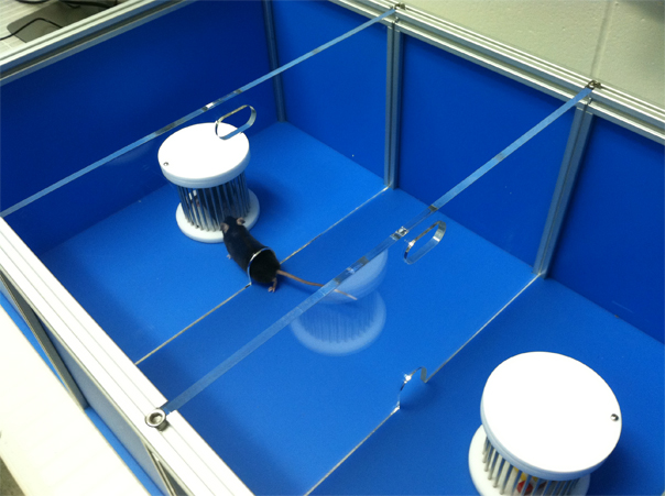 Murine Behavioral Neurogenetics Facility (MBNF) – COR²E – UConn Center ...