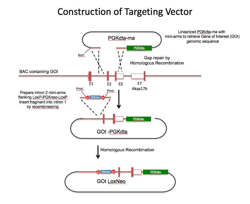 Center for Mouse Genome Modification (CMGM) – COR²E – UConn Center for ...